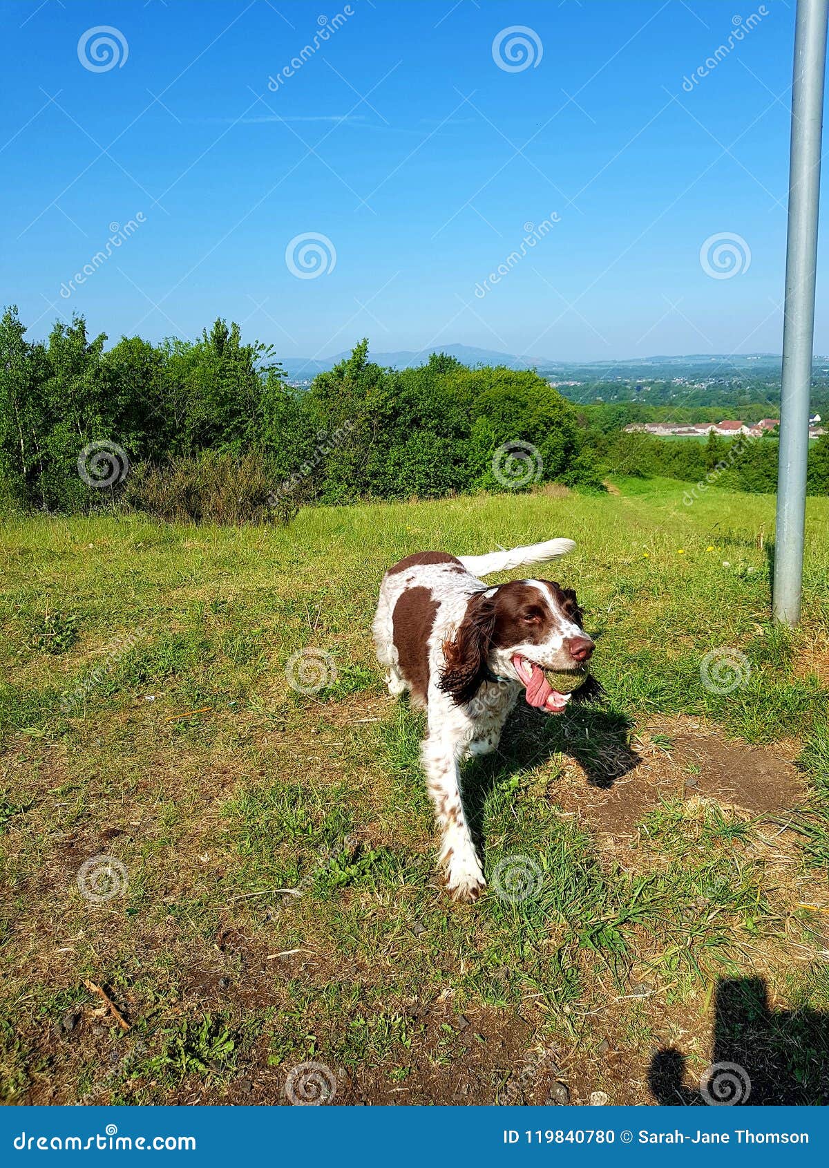 Dave the Dog stock photo. Image of famous, dave - 119840780