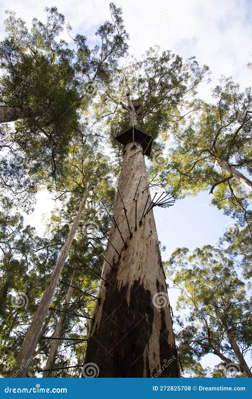 Dave Evans Bicentennial Tree, In Warren National Park, Western ...