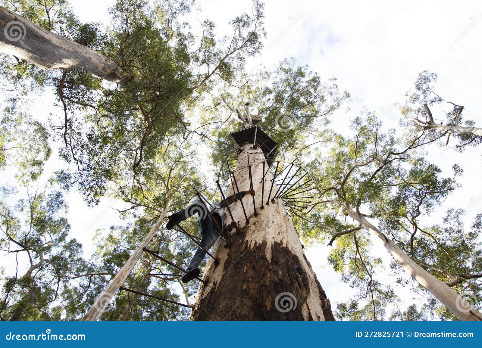Dave Evans Bicentennial Tree Stock Image - Image of dave, root: 272825721