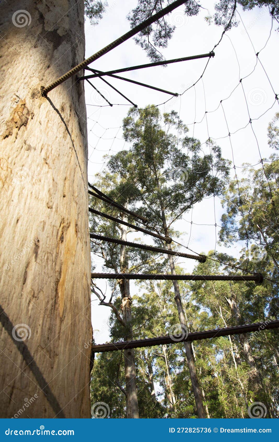 Dave Evans Bicentennial Tree Stock Photo - Image of western, australia ...