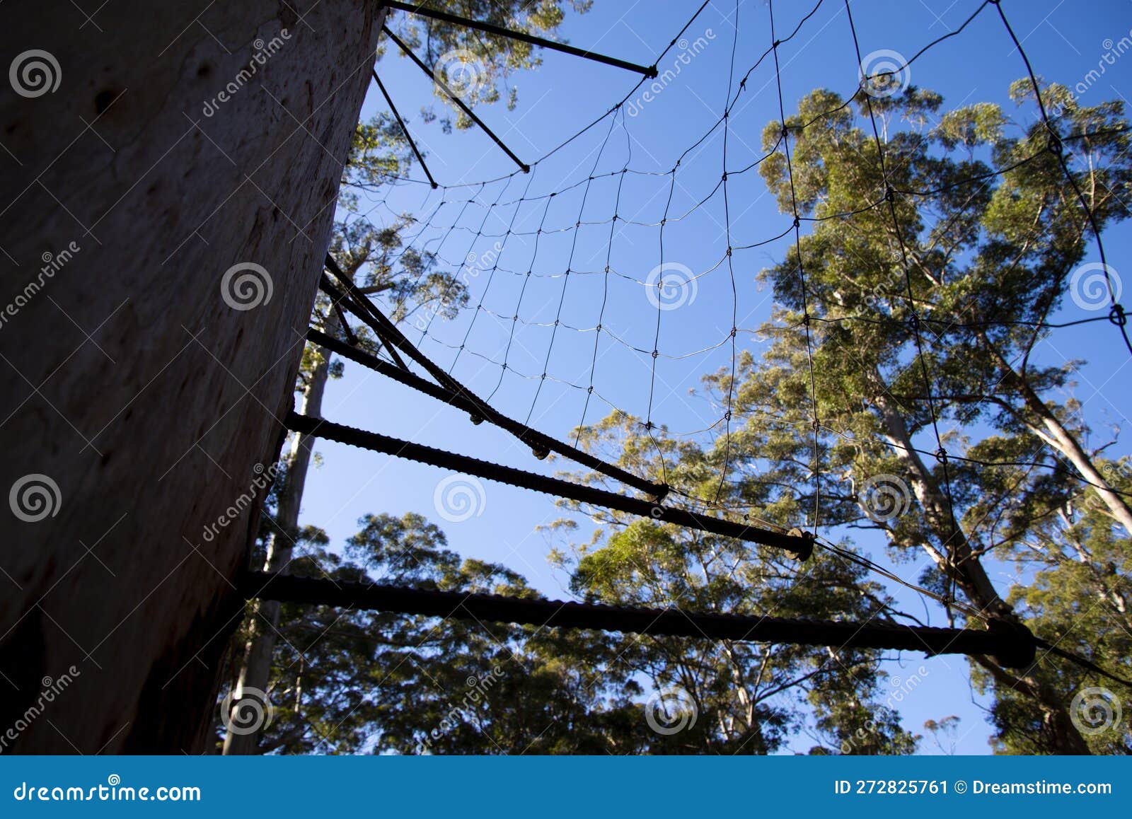 Dave Evans Bicentennial Tree Stock Image - Image of evans, nature ...