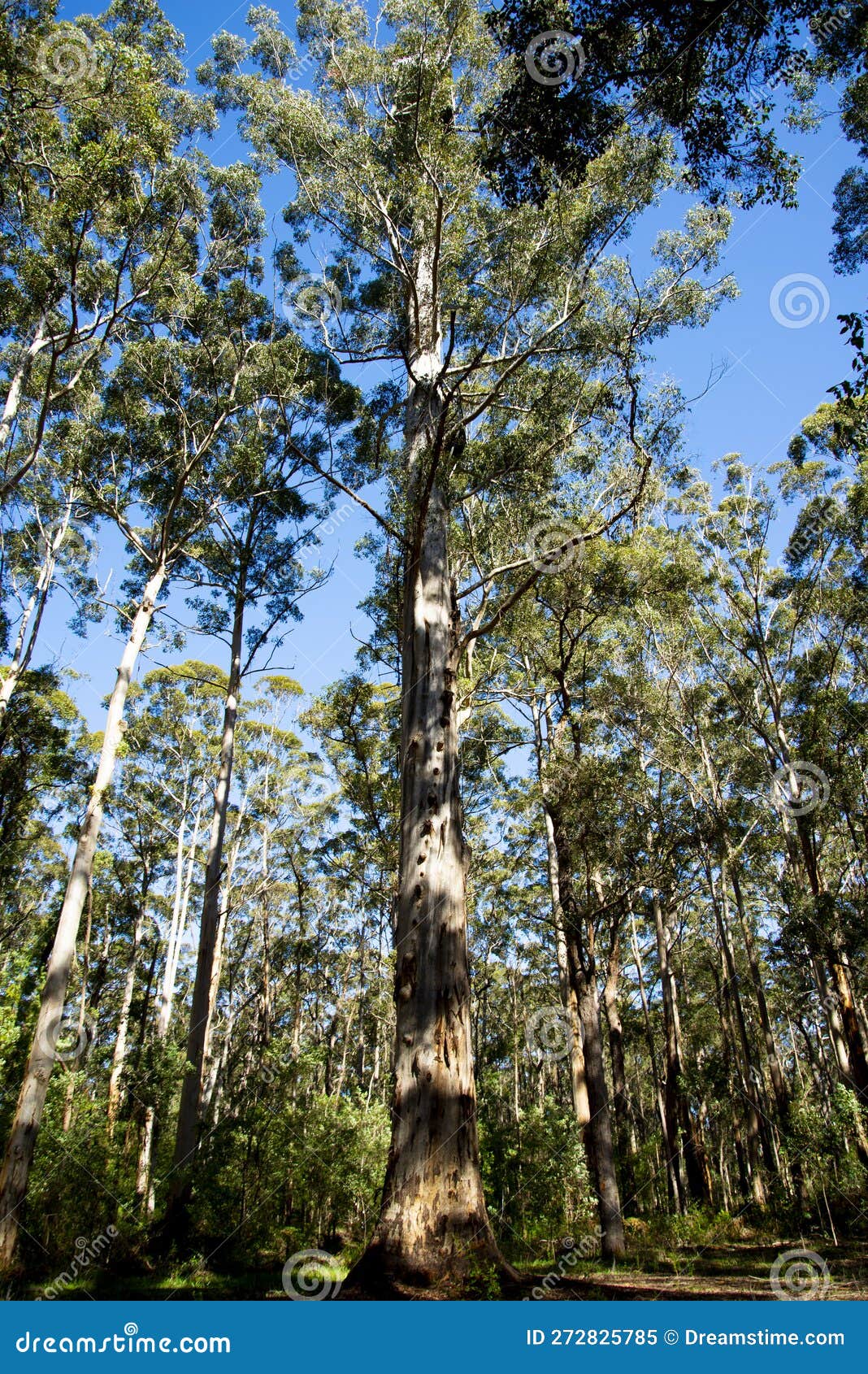 Dave Evans Bicentennial Tree Stock Image - Image of bicentennial ...