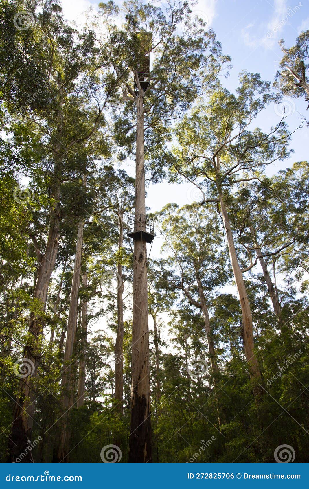 Dave Evans Bicentennial Tree Stock Photo - Image of tree, base: 272825706