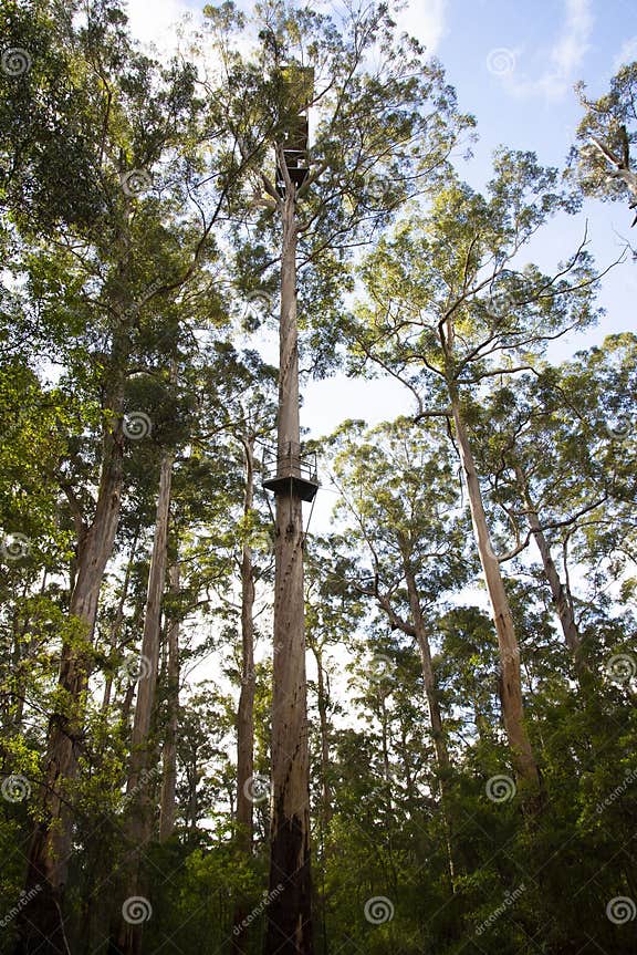 Dave Evans Bicentennial Tree Stock Photo - Image of tree, base: 272825706