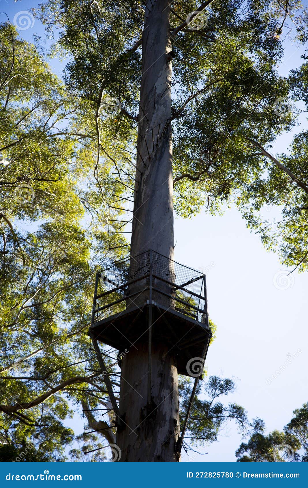 Dave Evans Bicentennial Tree Stock Photo - Image of growth, nature ...