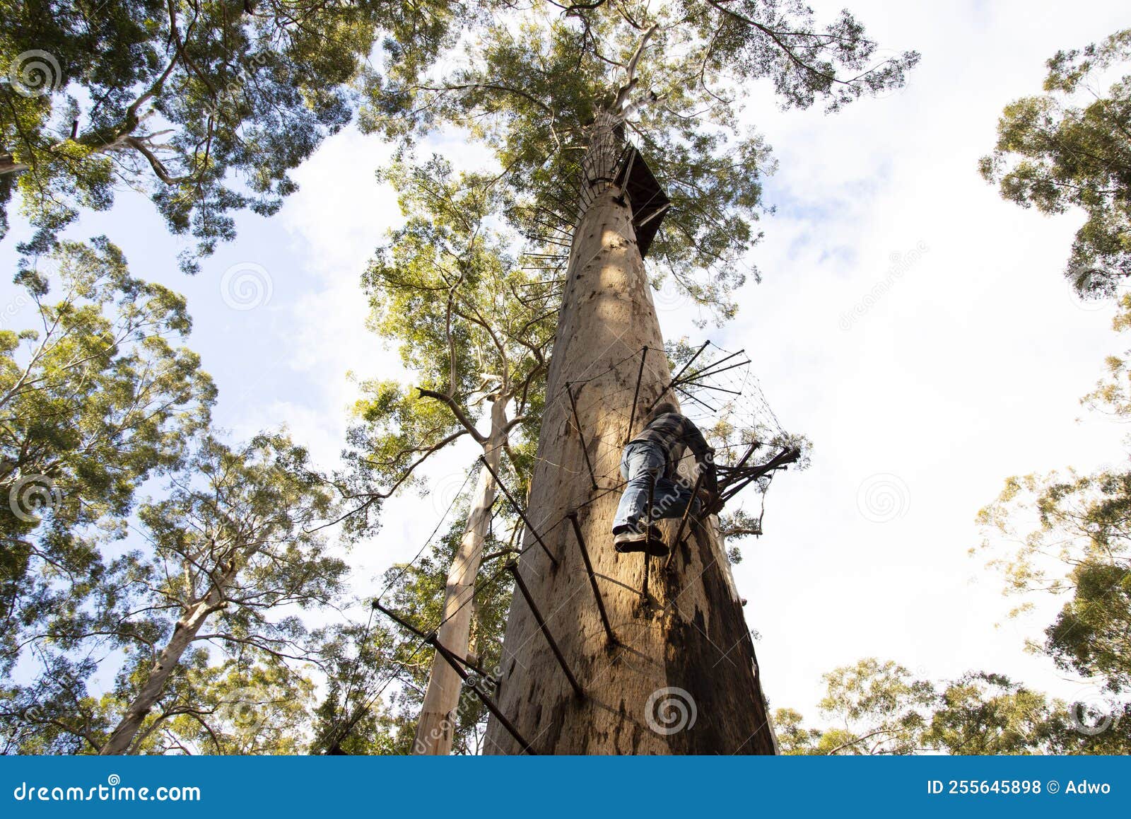 Dave Evans Bicentennial Tree Stock Photo - Image of observation ...