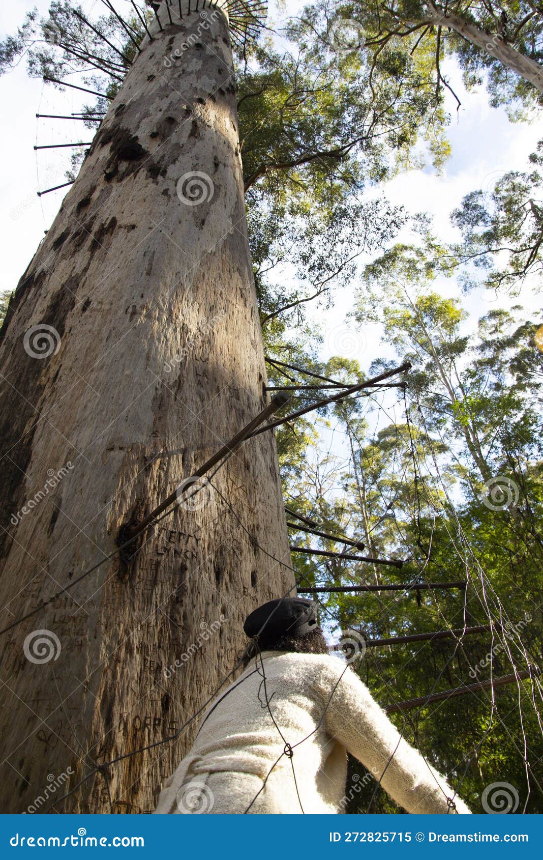 Dave Evans Bicentennial Tree Stock Image - Image of eucalyptus ...