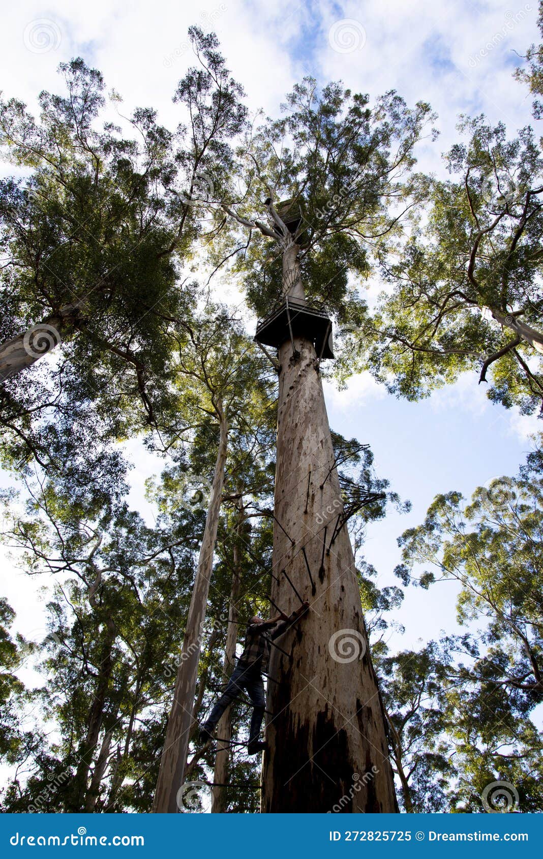 Dave Evans Bicentennial Tree Stock Image - Image of climb, nature ...