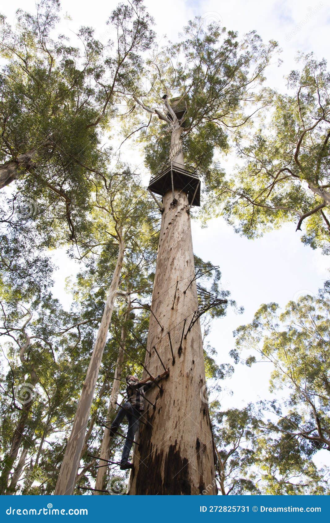 Dave Evans Bicentennial Tree Stock Image - Image of evans, park: 272825731