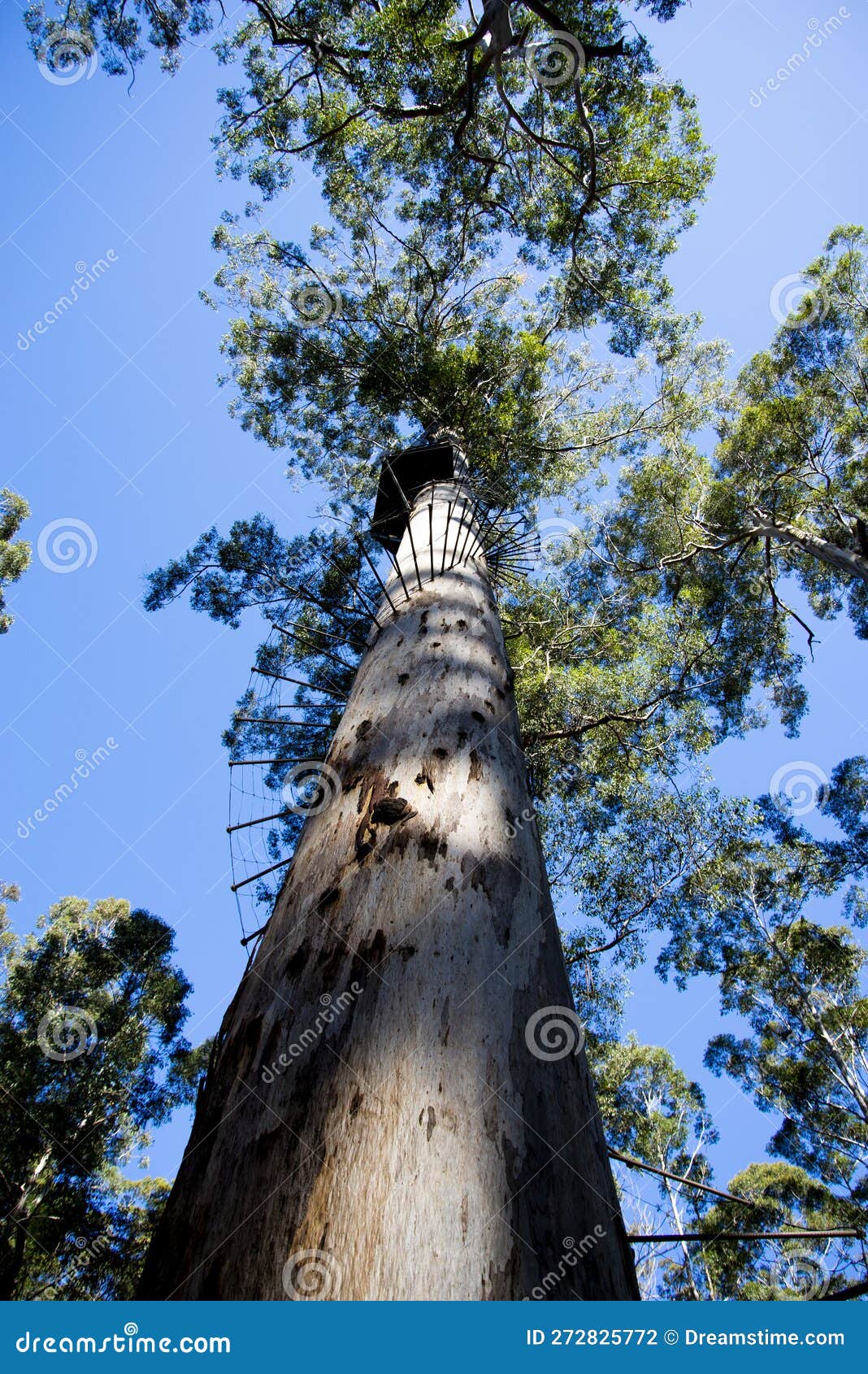 Dave Evans Bicentennial Tree Stock Photo - Image of base, evans: 272825772