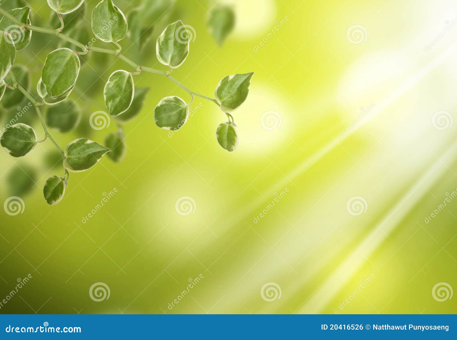 Dave plant stock photo. Image of decoration, abstract - 20416526
