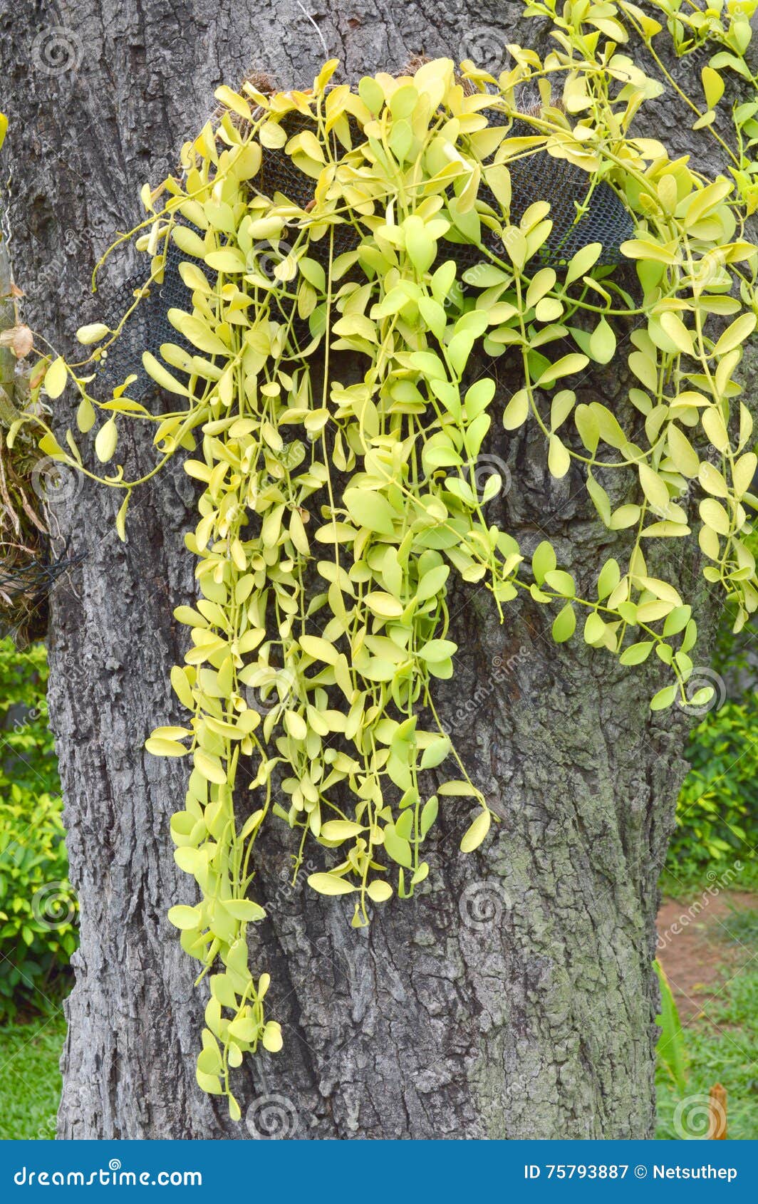 Dave plant in garden stock image. Image of garden, leaf - 75793887