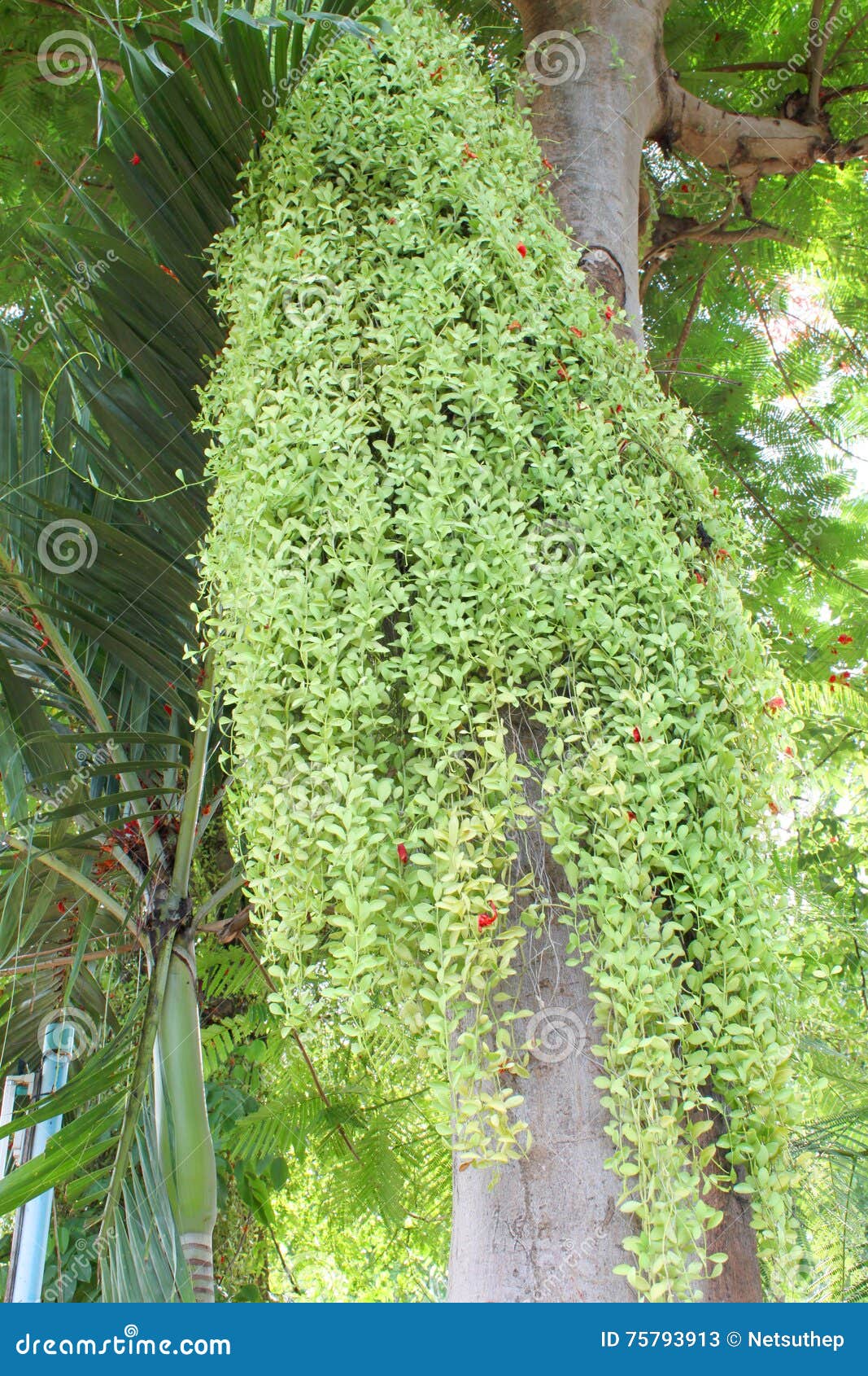 Dave plant in garden stock image. Image of exterior, garden - 75793913