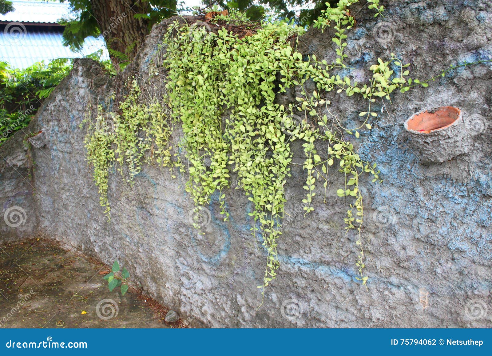 Dave plant in garden stock photo. Image of wood, wall - 75794062