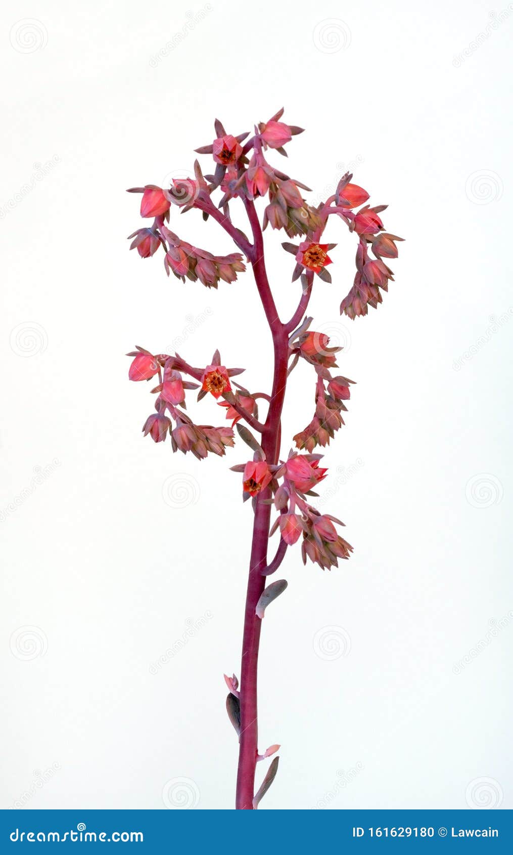 Dick`s Pink Succulent Flower Stalk Stock Photo - Image of blossoms ...