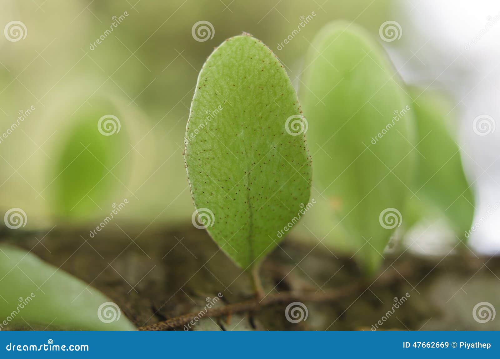Dave Tree with Natural Background Stock Image - Image of dave, branch ...