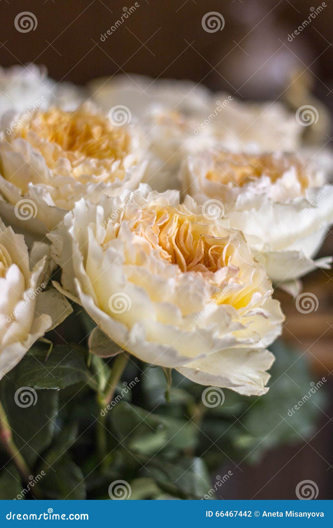 David austin rose stock photo. Image of beautiful, blooming - 66467442