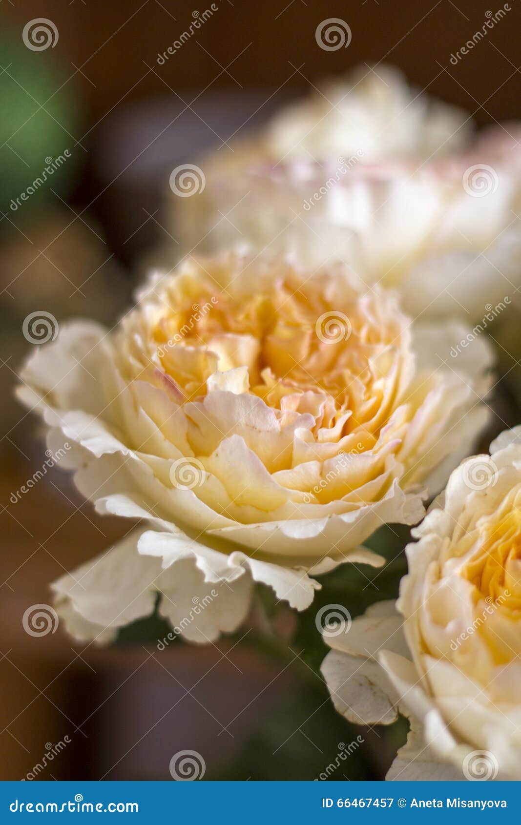 David austin rose stock image. Image of apricot, david - 66467457
