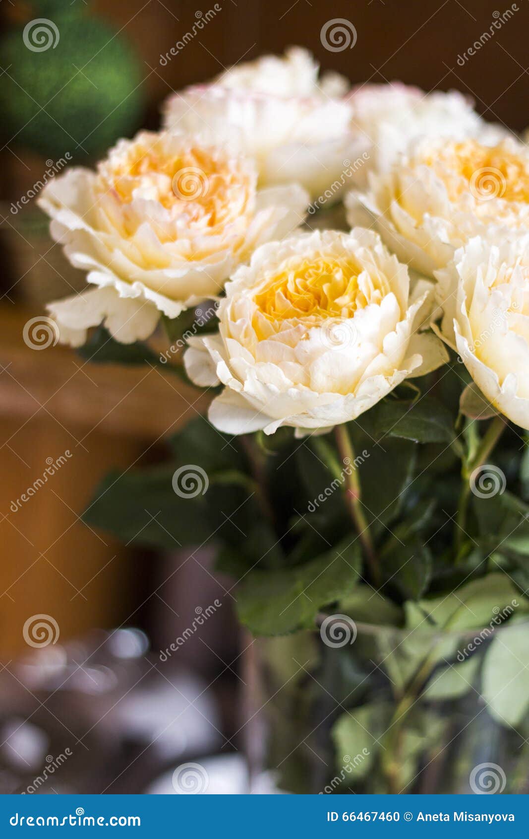 David austin rose stock photo. Image of blooming, apricot - 66467460