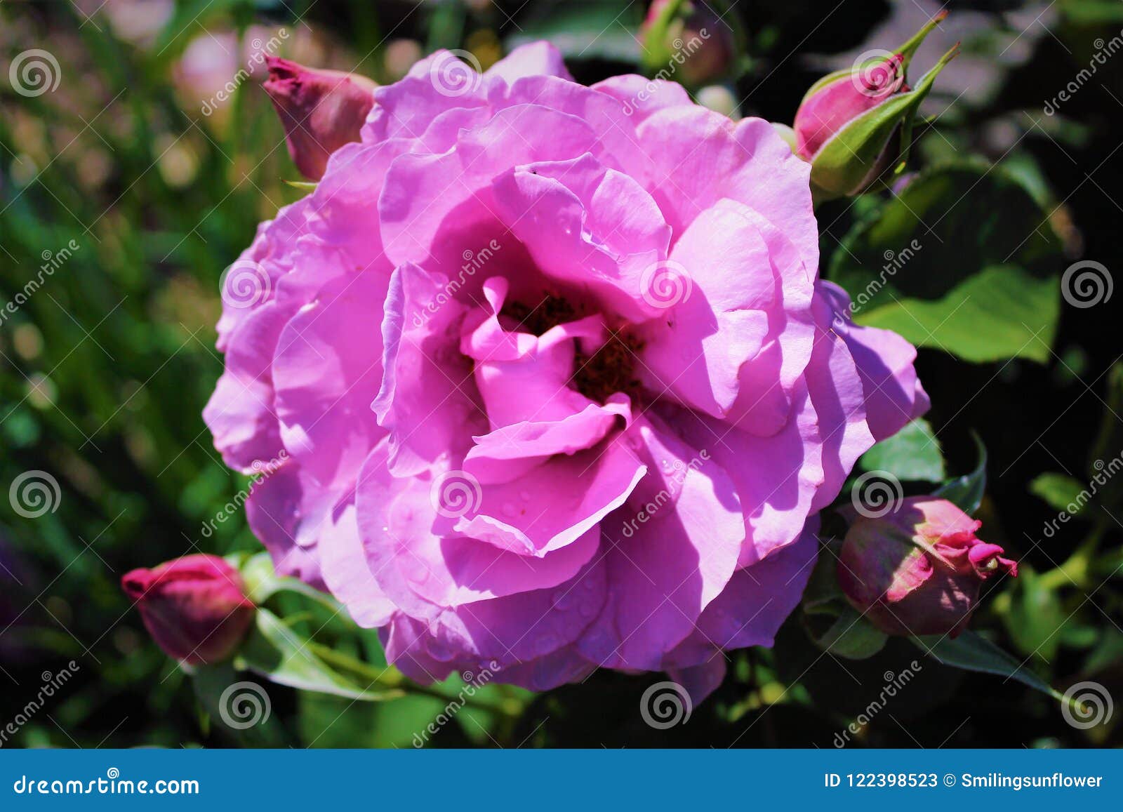 David Austin Rose stock image. Image of chocolaty, fresh - 122398523