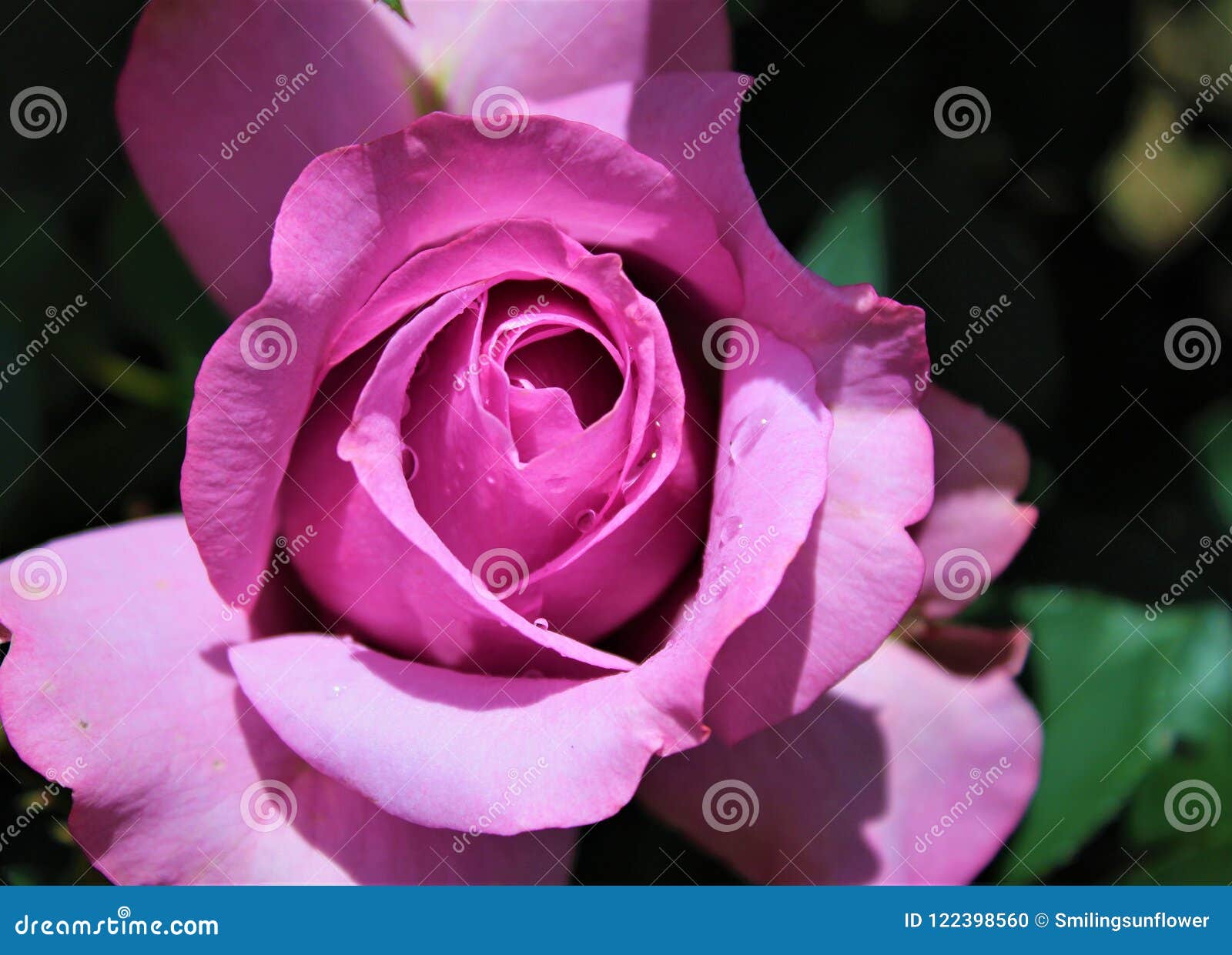 David Austin Rose stock photo. Image of bright, decor - 122398560