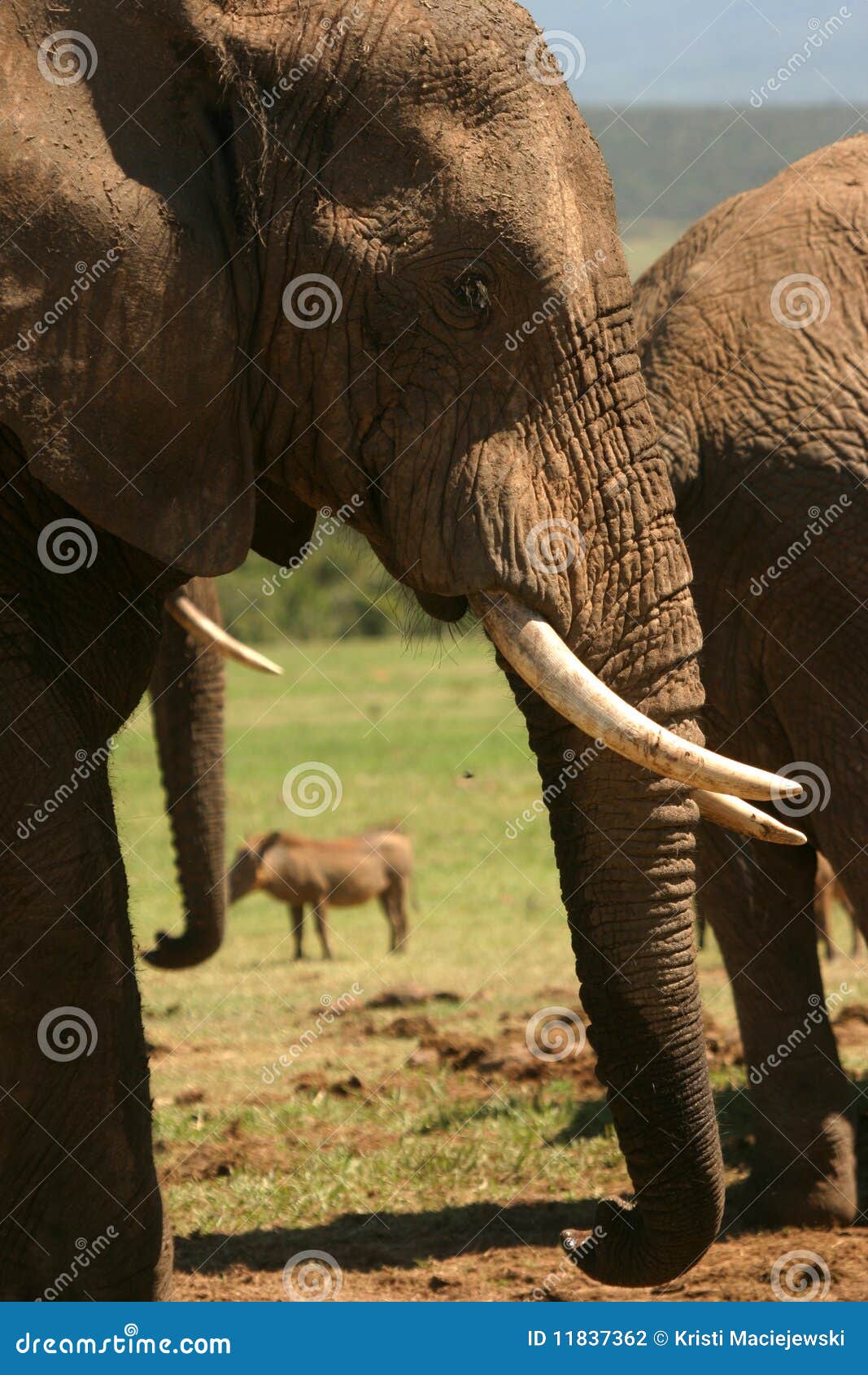 David & Goliath stock photo. Image of africana, loxodonta - 11837362
