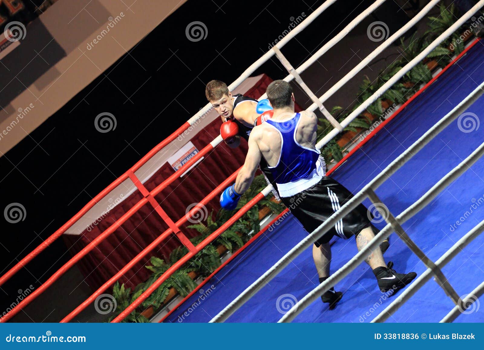 David Hosek Contra Daniel Taborsky - Boxeo Checo Foto editorial ...