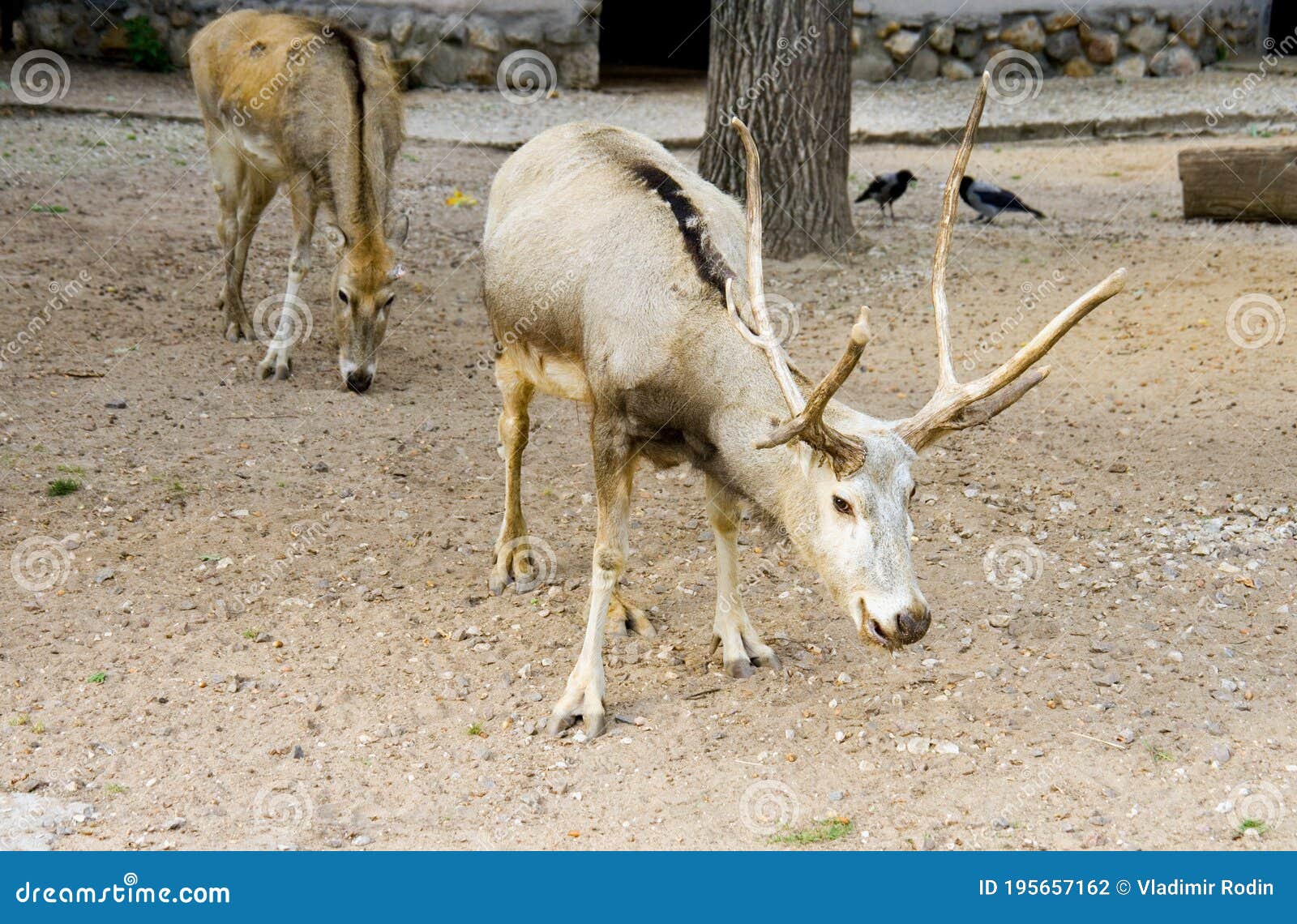 David Milu`s Deer the Rare Species Zoo China Nature Reserve Mammal ...