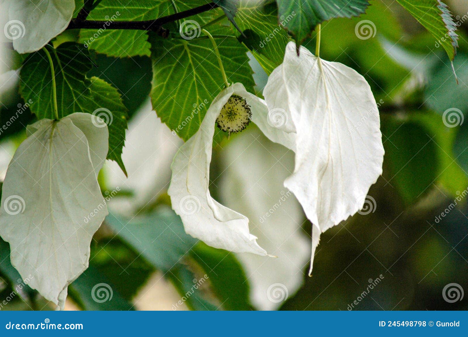 Dove Tree (handkerchief Tree) Bract Also Known As Ghost Tree Stock ...