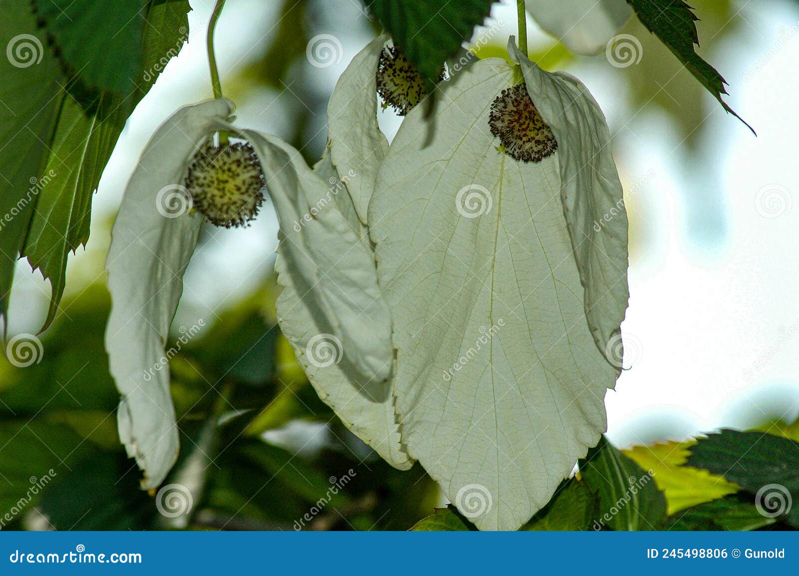 Davidia Involcurata Dove Tree or Handkerchief Tree Stock Photo - Image ...
