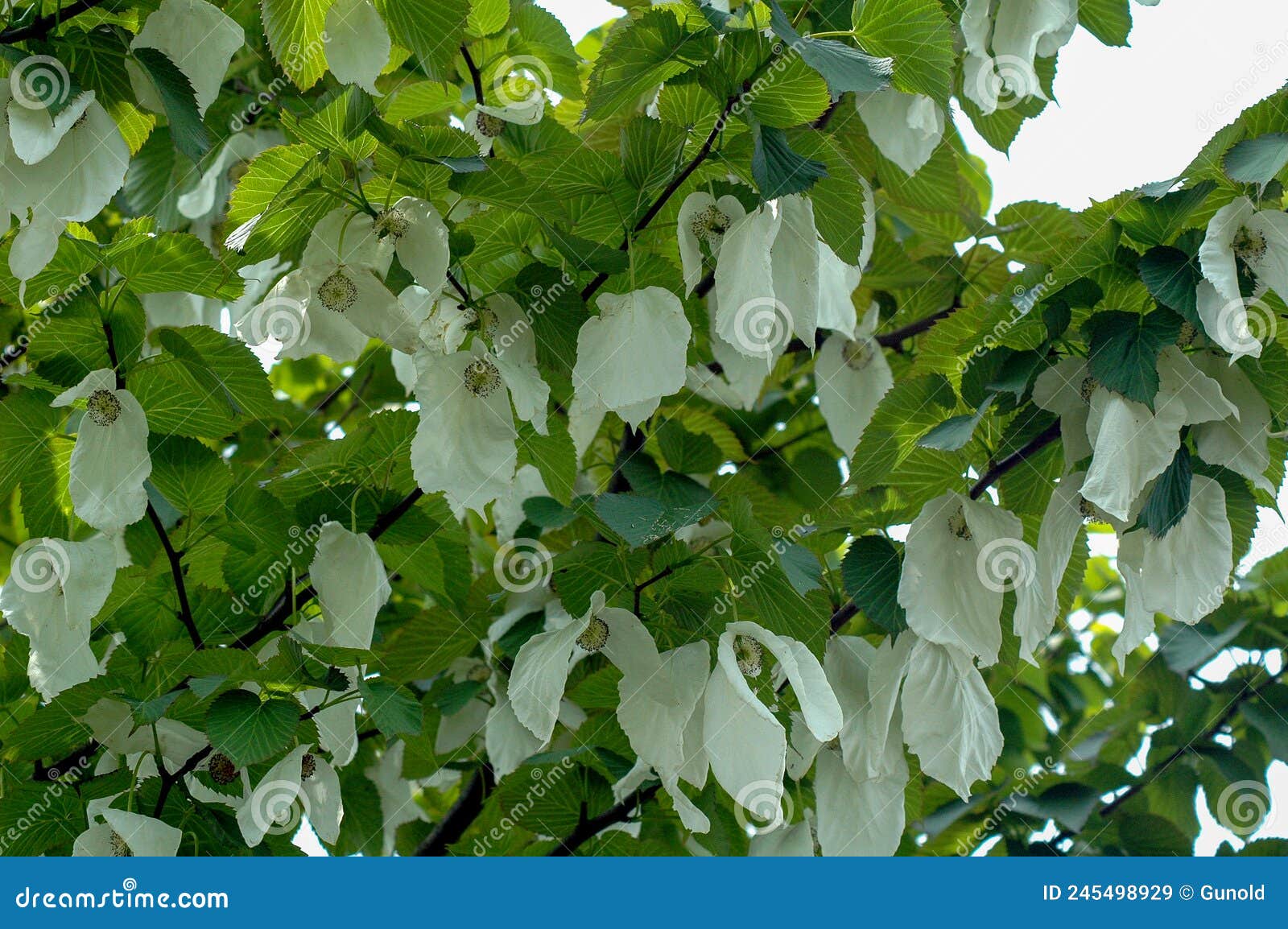 Dove Tree (handkerchief Tree) Bract Also Known As Ghost Tree Stock ...