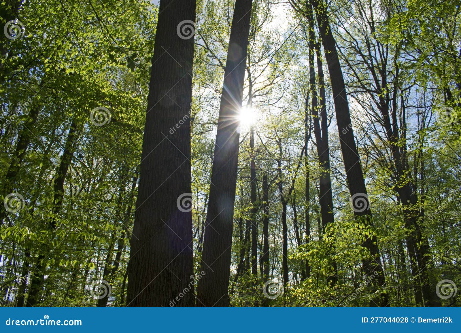 Davidson S Mill Pond Park Nature Trail -01 Stock Photo - Image of ... Davidson S Mill Pond Park Nature Trail -01 Stock Photo - Image of ...