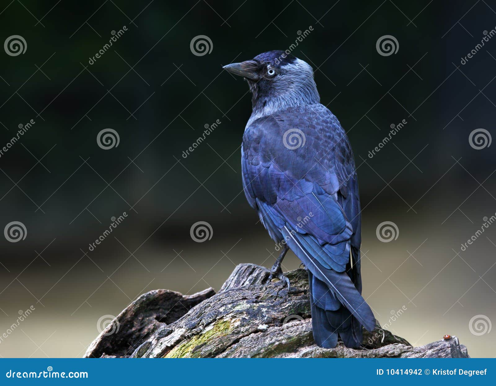 Daw , bird stock photo. Image of posing, monedula, black - 10414942
