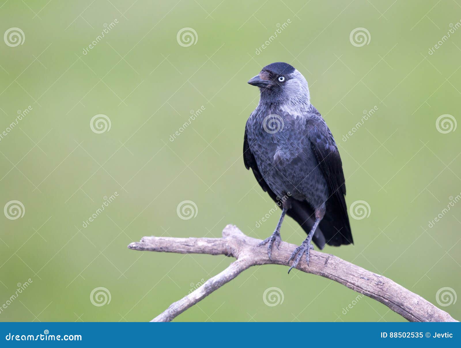 Daw bird on branch stock image. Image of jackdaw, branch - 88502535