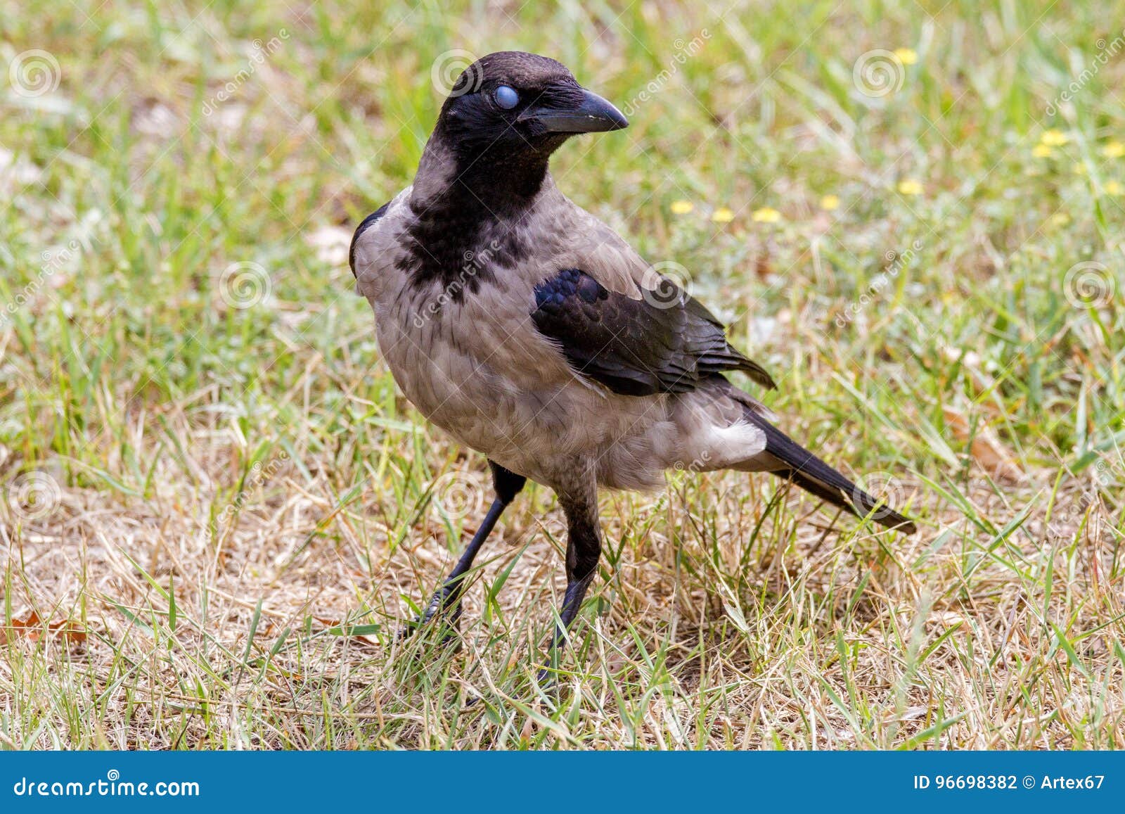 Daw Bird Walking in a Meadow Stock Photo - Image of background, natural ...