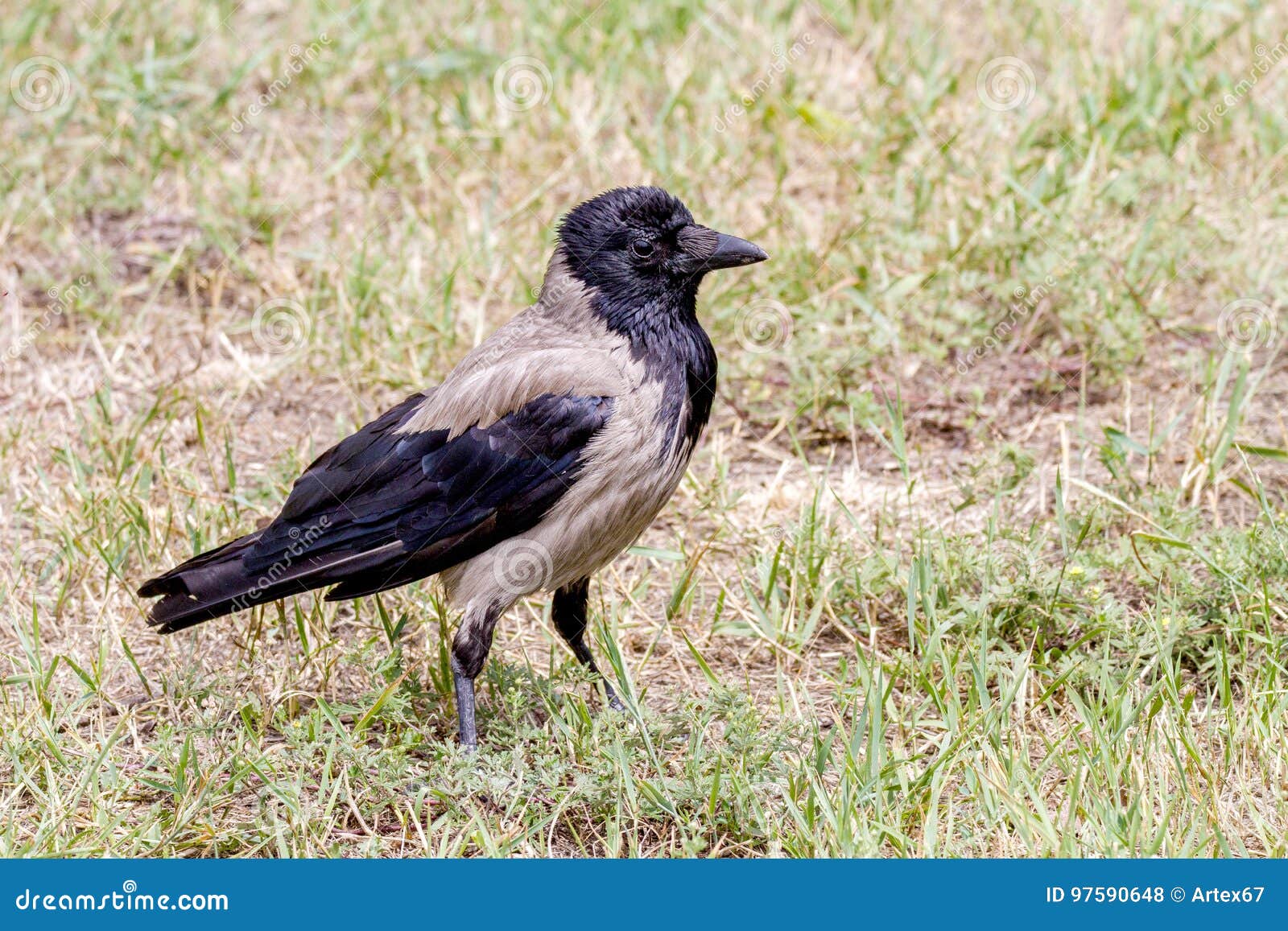 Daw Bird Walking in a Meadow Stock Photo - Image of meadow, large: 97590648