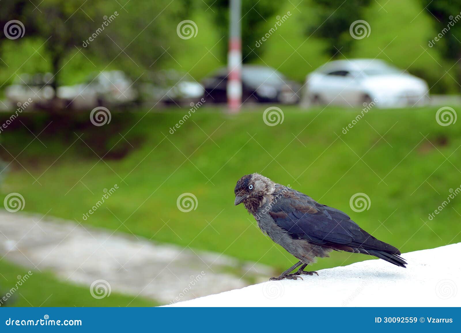 Daw stock image. Image of watching, beak, fowl, jackdaw - 30092559