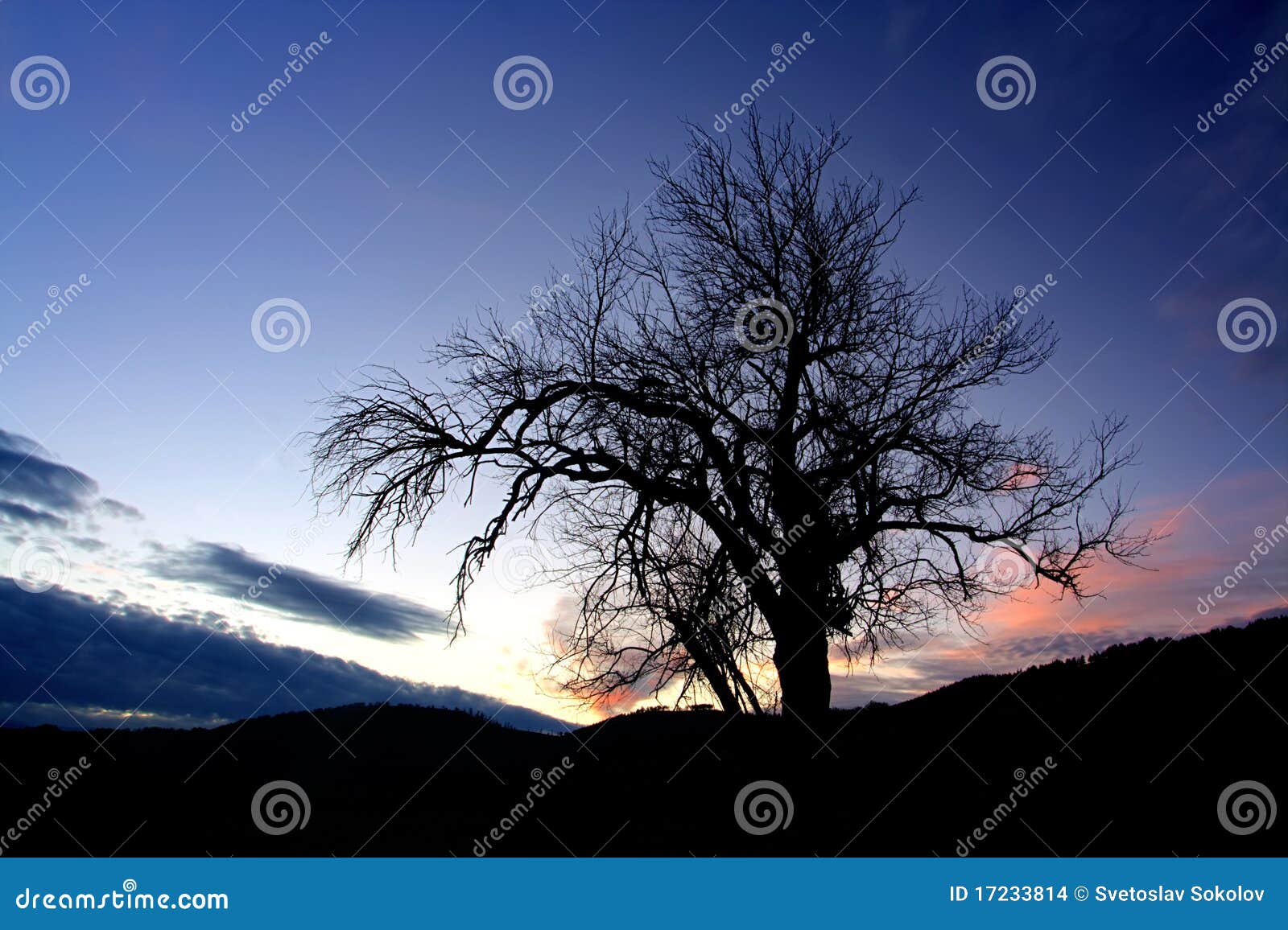 Dawn background stock photo. Image of evening, park, summer - 17233814