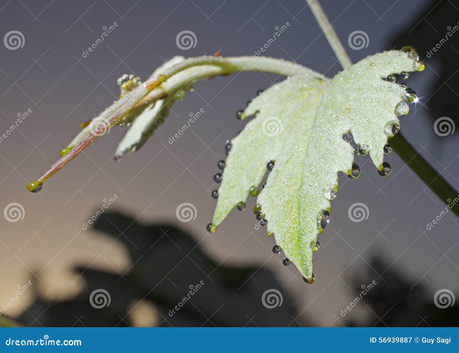 Dawn dew stock image. Image of moisture, grape, green - 56939887
