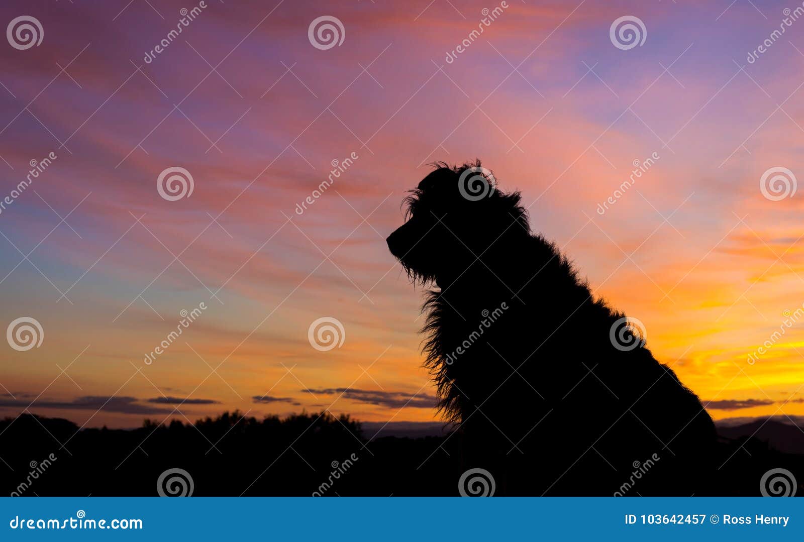 Dawn Dog Waiting imagem de stock. Imagem de assento - 103642457