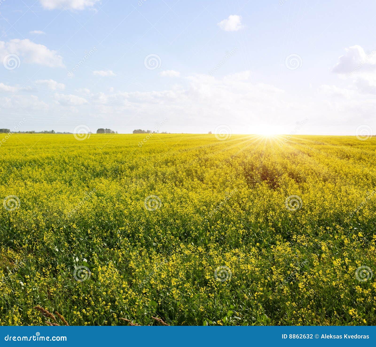 Dawn Field stock photo. Image of crop, colored, pasture - 8862632