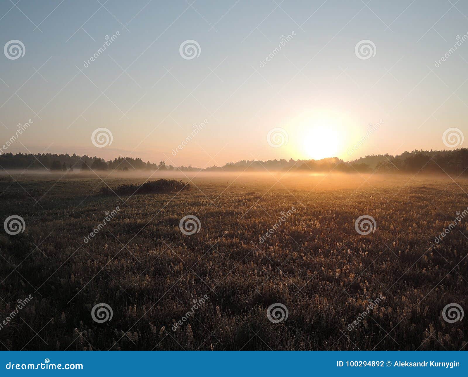 Dawn in the field stock photo. Image of beauty, grass - 100294892