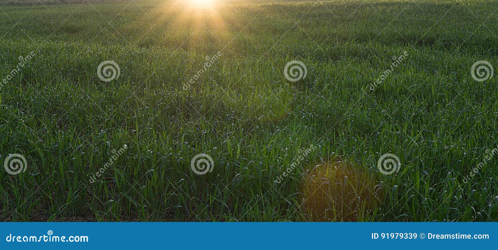 Dawn the field in spring stock image. Image of green - 91979339