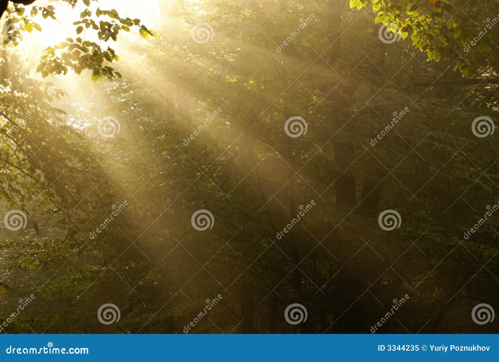 Dawn in a forest stock image. Image of foliage, light - 3344235