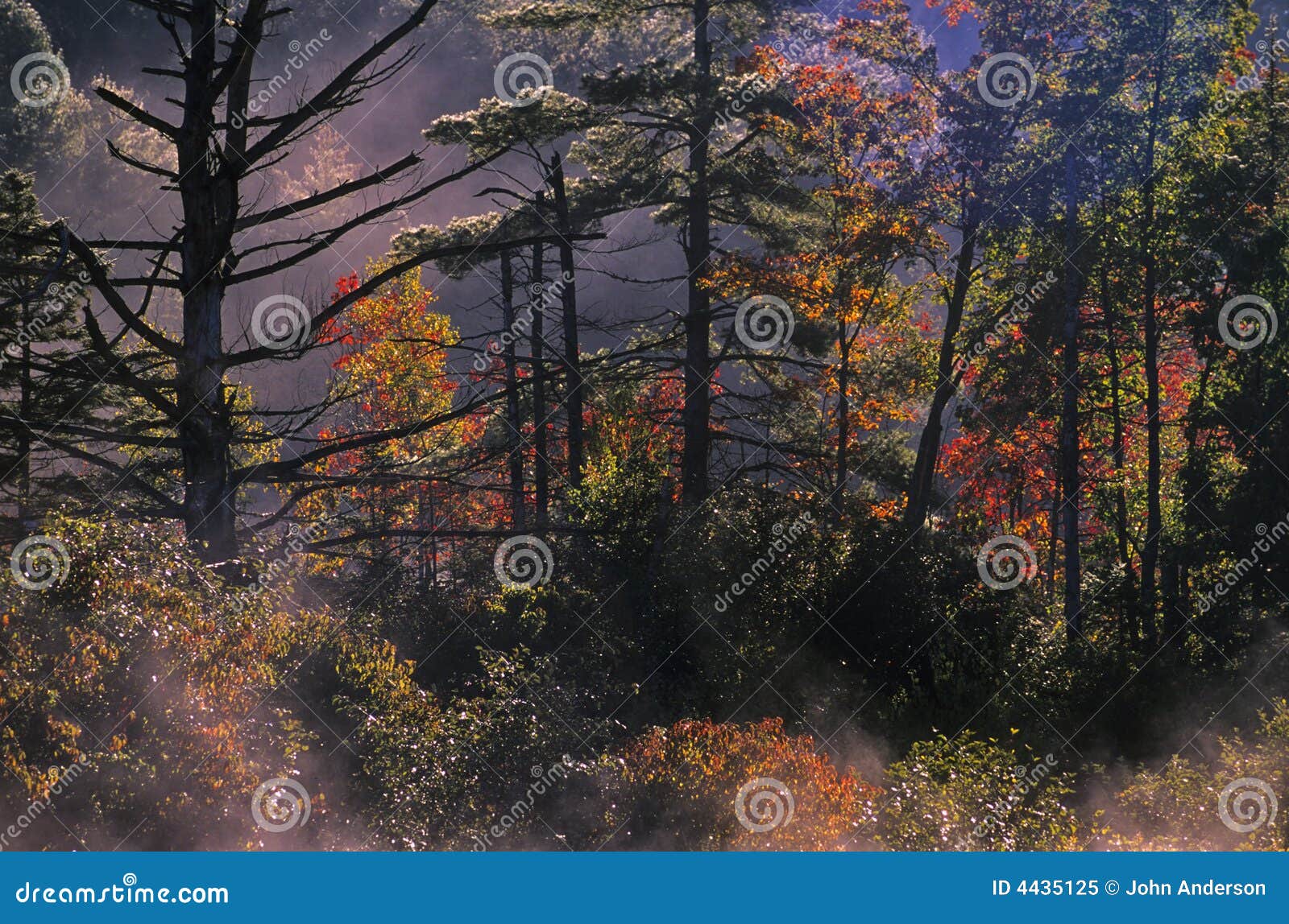 Dawn in the forest stock image. Image of mist, scene, england - 4435125
