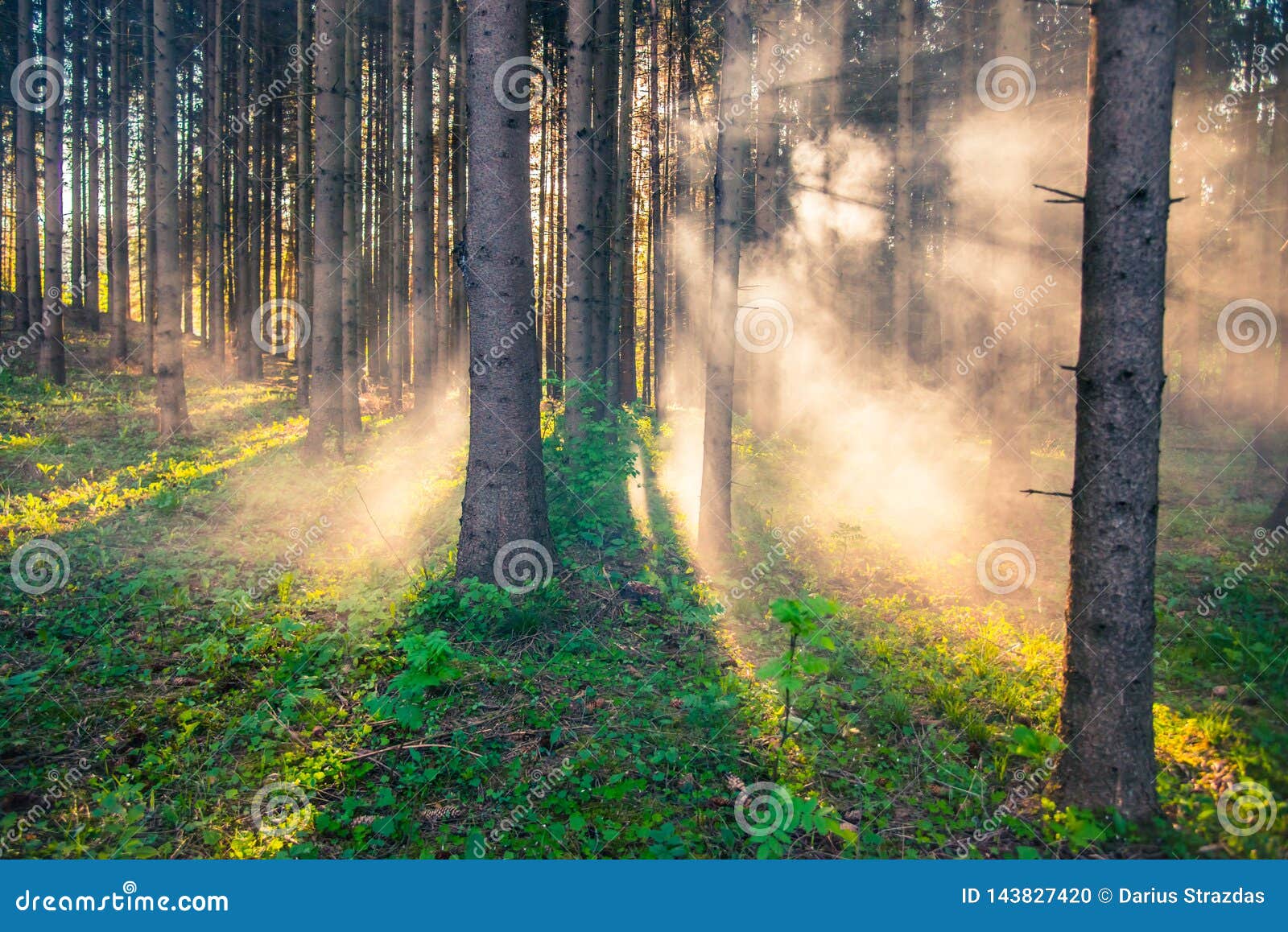 Dawn in forest stock photo. Image of morning, foliage - 143827420