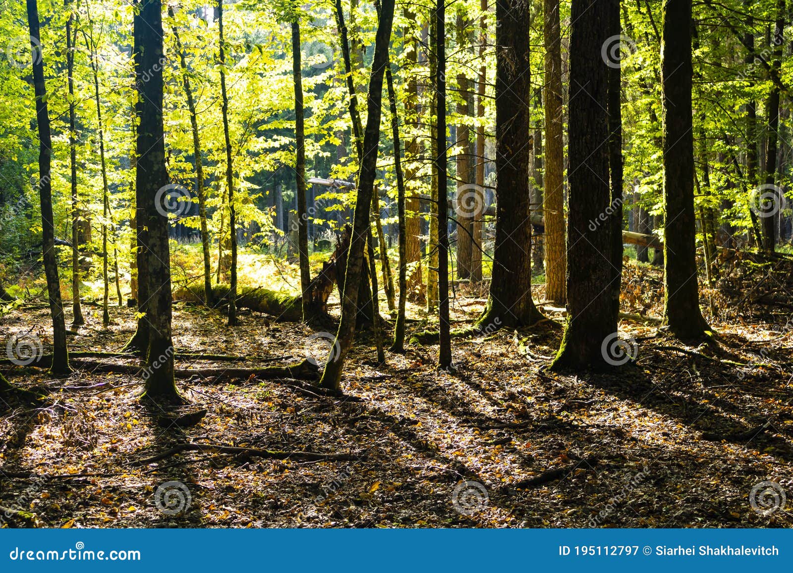 Dawn in the forest stock image. Image of dawn, moss - 195112797