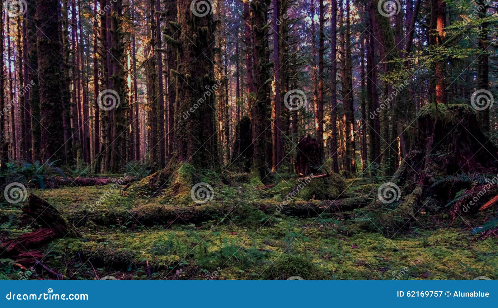 Dawn Forest Light stock image. Image of northwest, pacific - 62169757