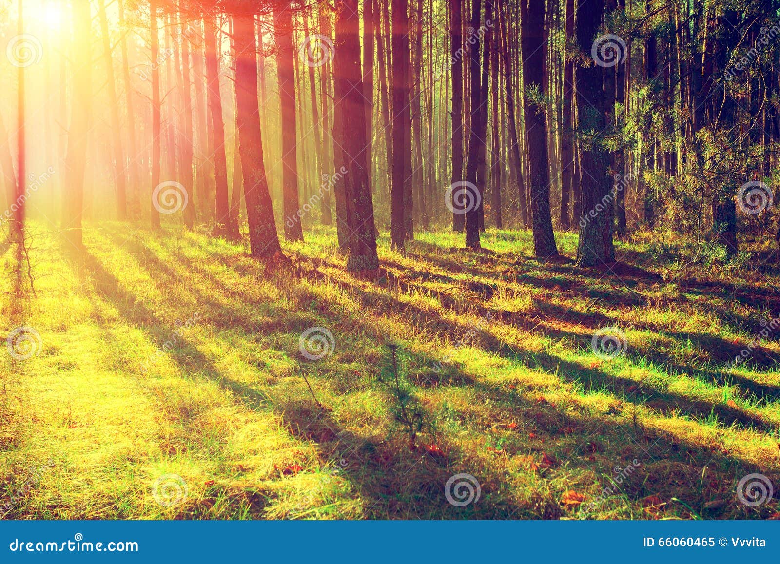 Dawn in the forest stock image. Image of grass, mysterious - 66060465