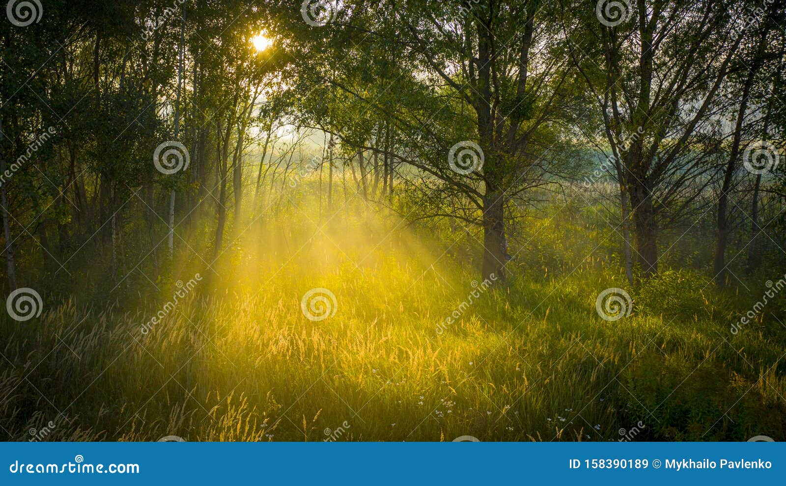 Dawn in the Forest, the Rays of the Sun Make Their Way through the Fog ...